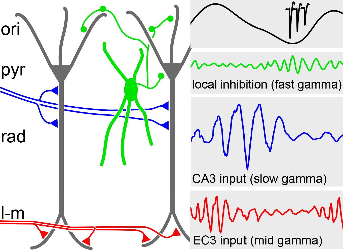 Over and above frequency: Gamma oscillations as units of neural circuit operations.